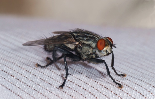 Gli insetti nelle derrate alimentari - Pest Control News