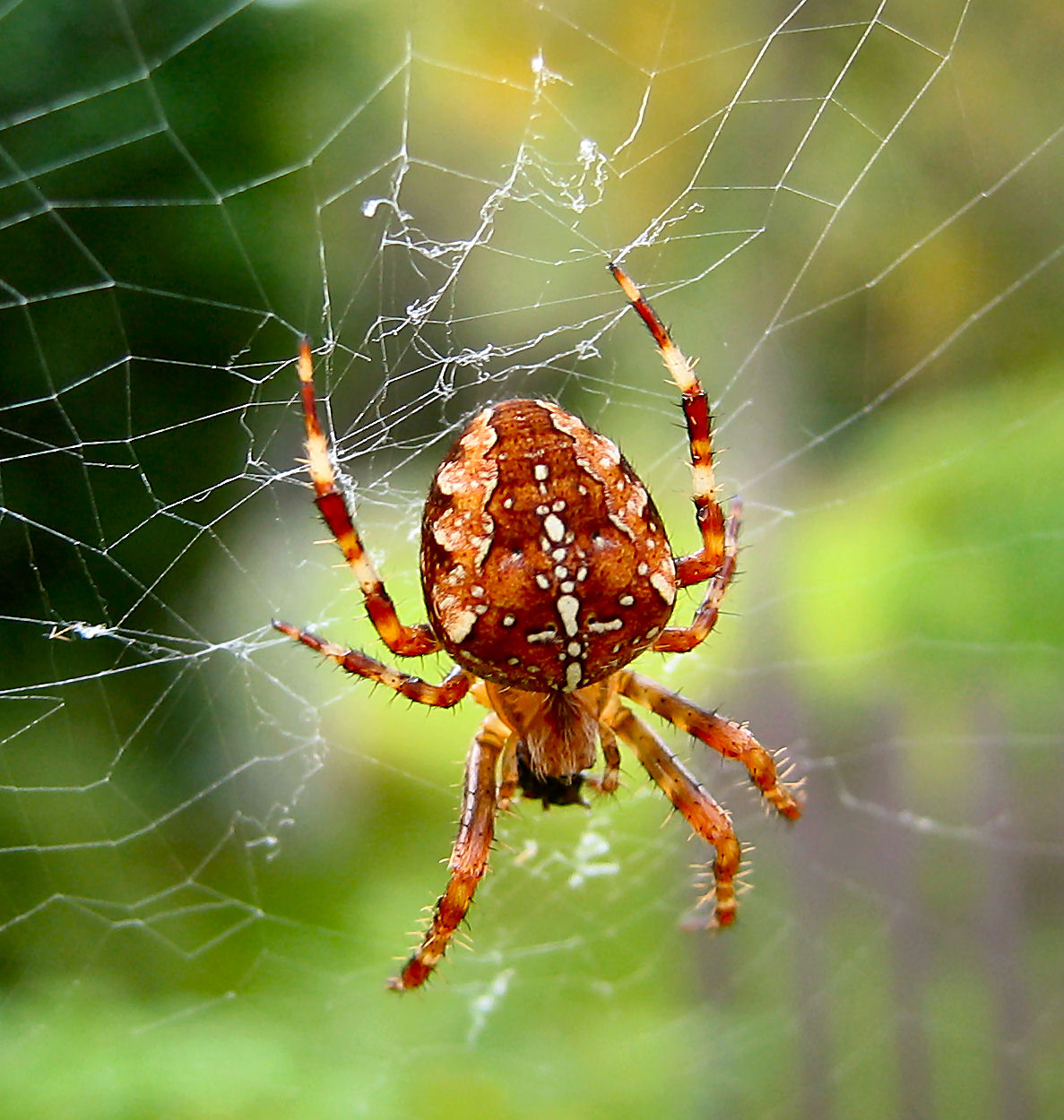 Spiders - Pest Control News