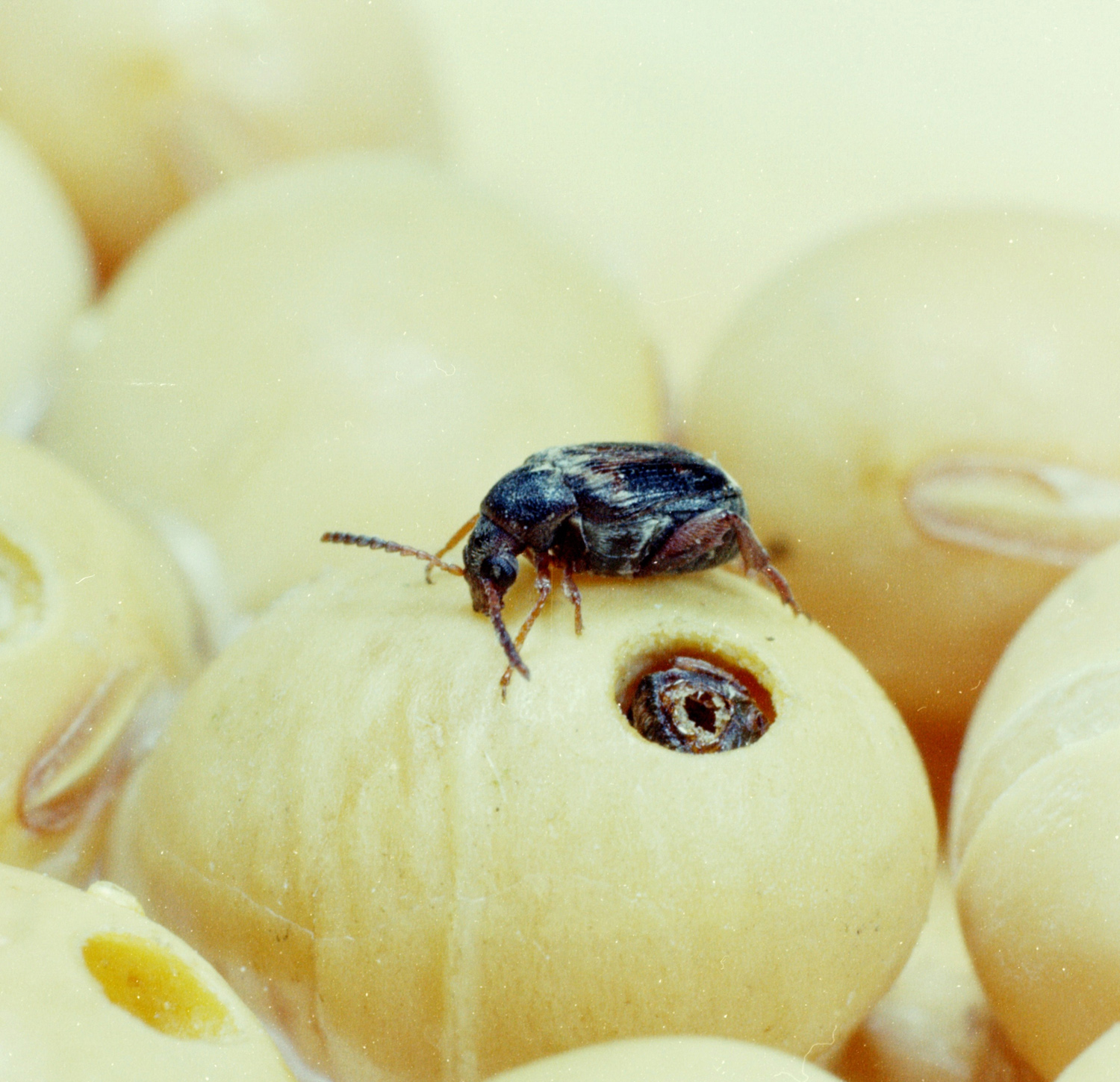 Igiene degli alimenti: lotta agli infestanti - Pest Control News