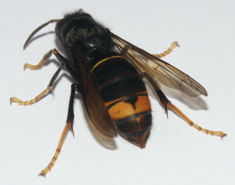 Vespa velutina, una minaccia per le api - Pest Control News