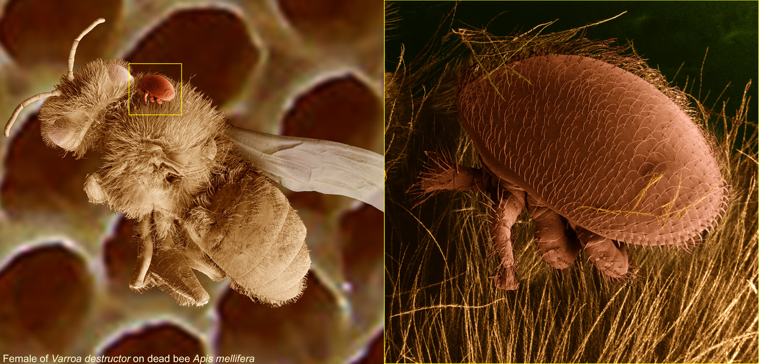 Api: anidride carbonica contro la varroa - Pest Control News